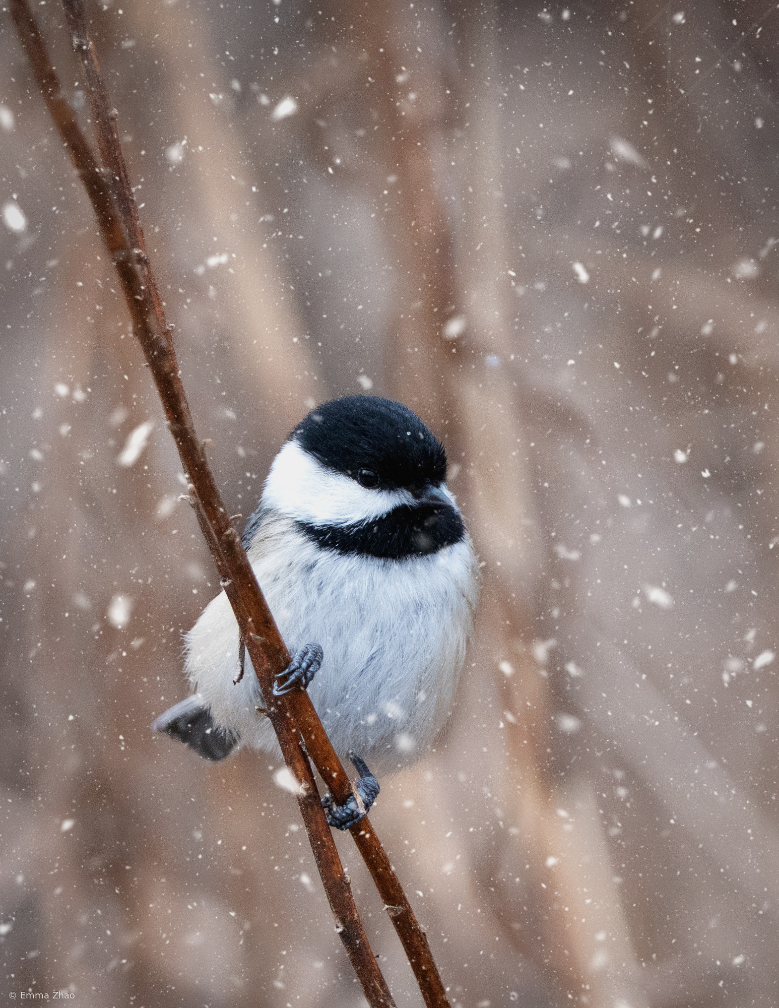 Chickadee In Snow II by Emma Zhao