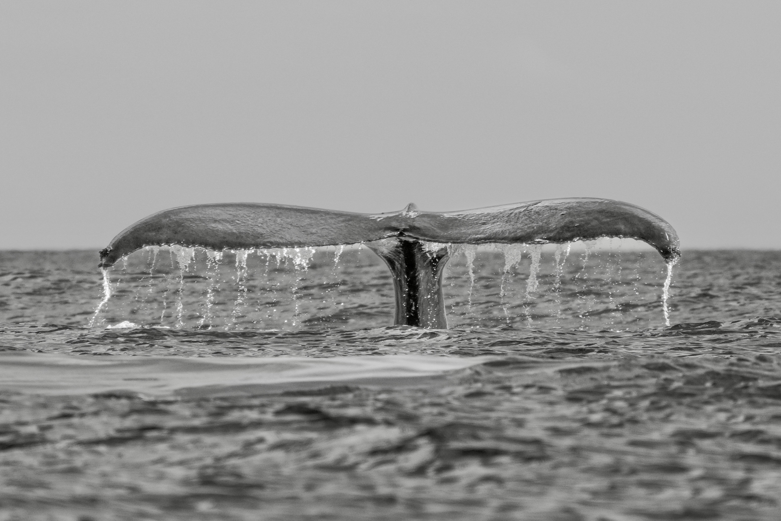 Ocean balance by Serge Melesan