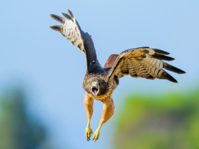 Angry hawk by Moses Wang