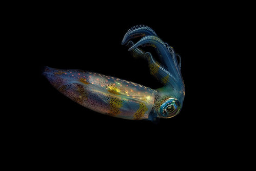 colours of night II by Walter Lackner