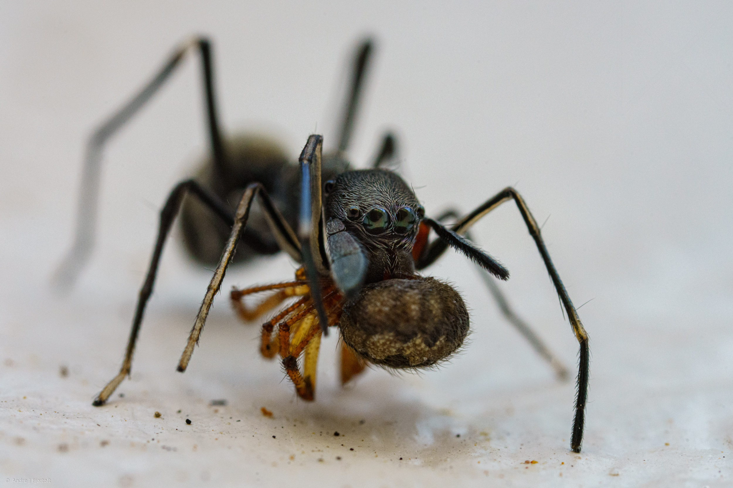 Ant imitating spider with prey by Andre J Fjørtoft