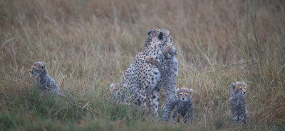 Cheetah family_1 by Allen SD ( 艾伦）