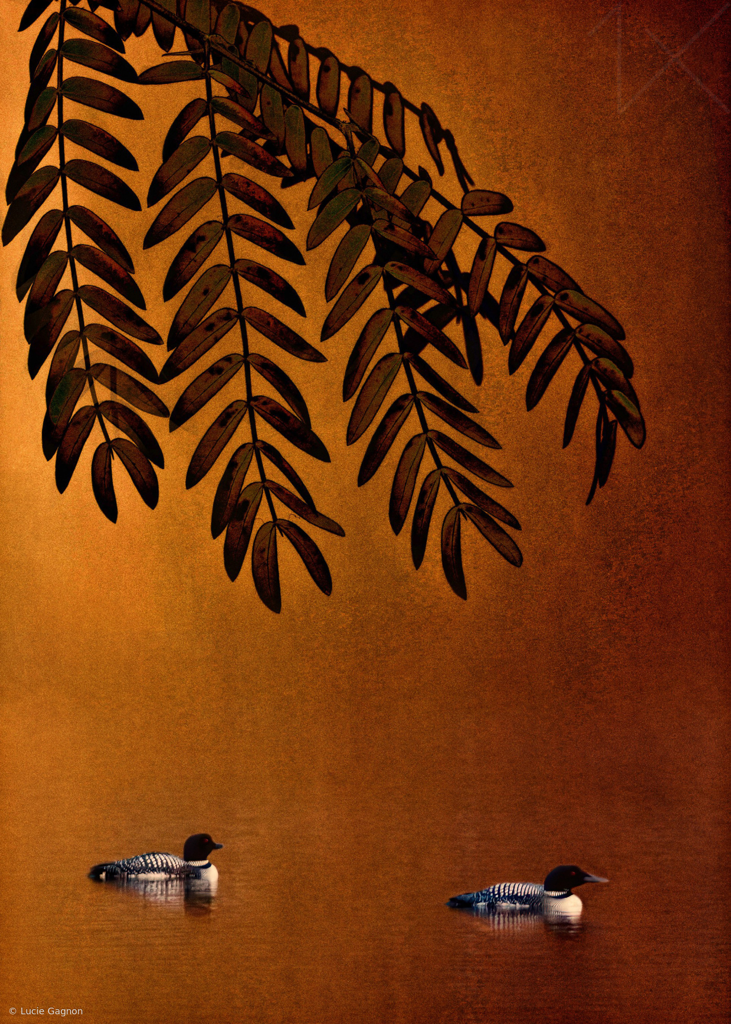 In Ochre Waters, Two Loons Glide by Lucie Gagnon