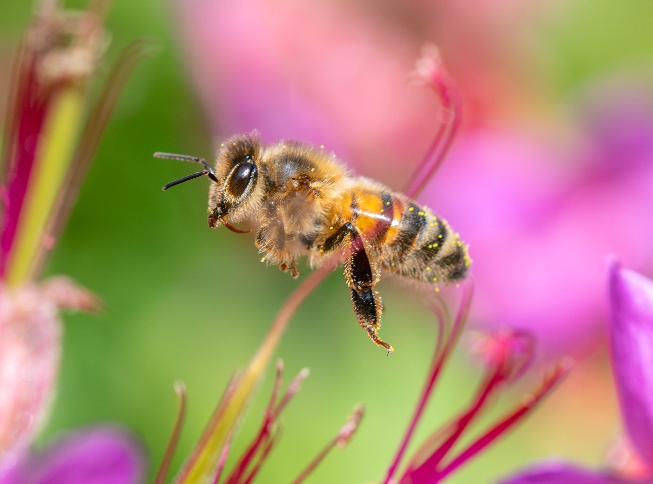 Honey bee by Danny Mendoza
