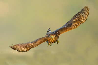 Cooper's hawk by Moses Wang