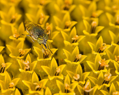 Sunflowers and flies by hiro