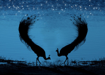 孔雀 by Fengying Long