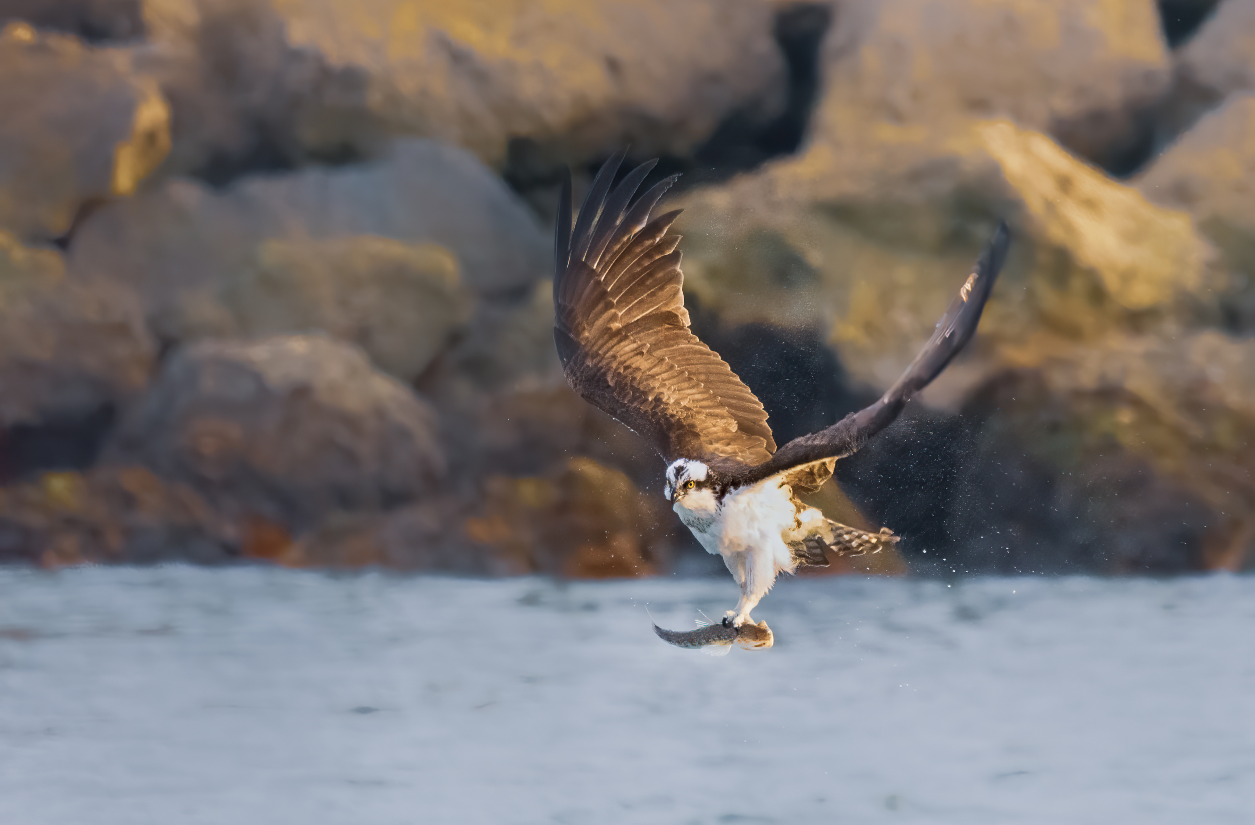 Catch of the Day by Yi Pan