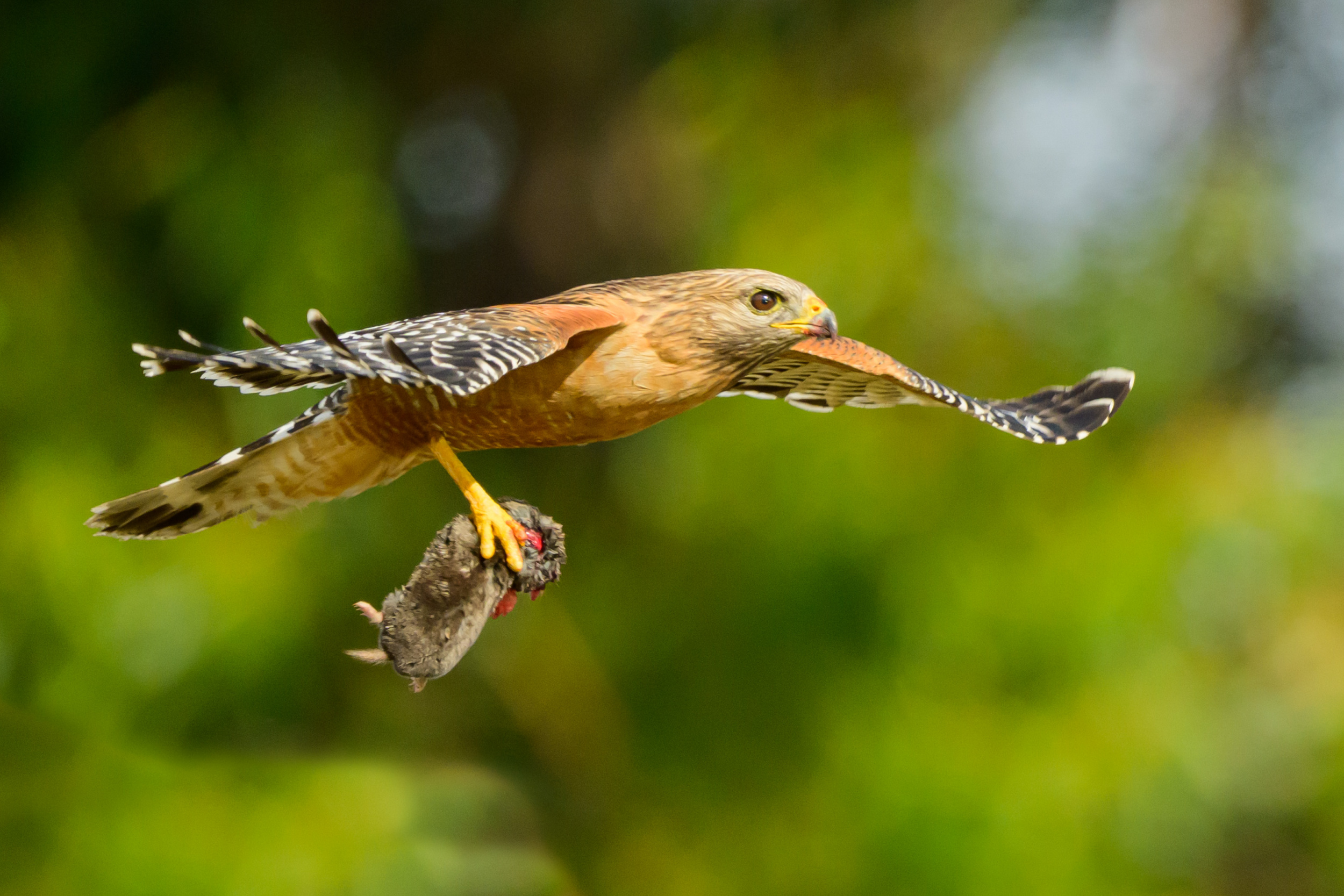 Red-shouldered Hawk catching Vole by Moses Wang