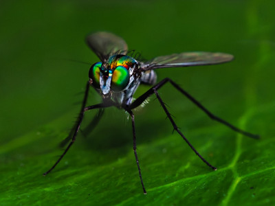 Asian long-legged fly by Bobby Tan HY