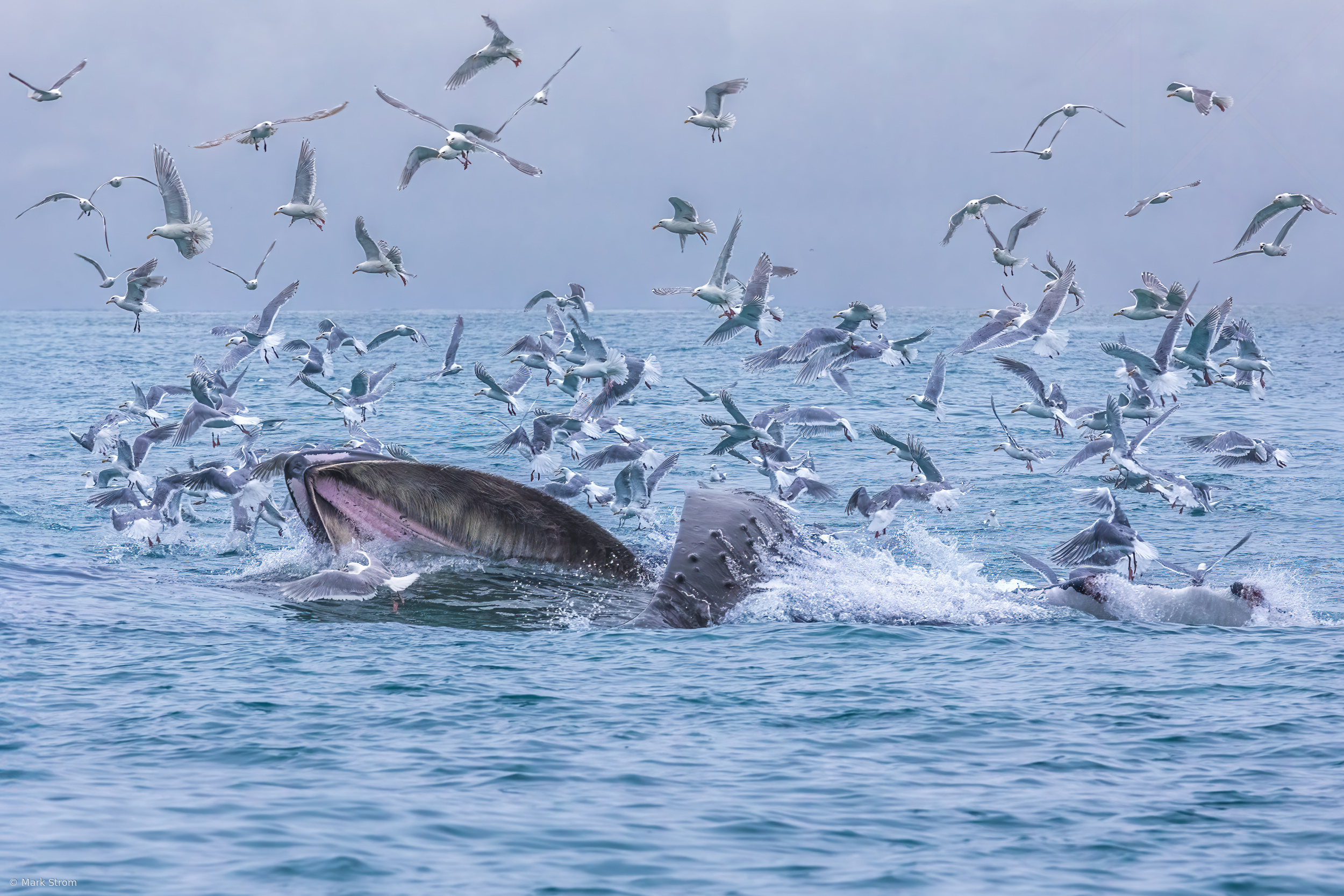 Open Wide by Mark Strom