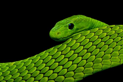 Green Mamba by wosch
