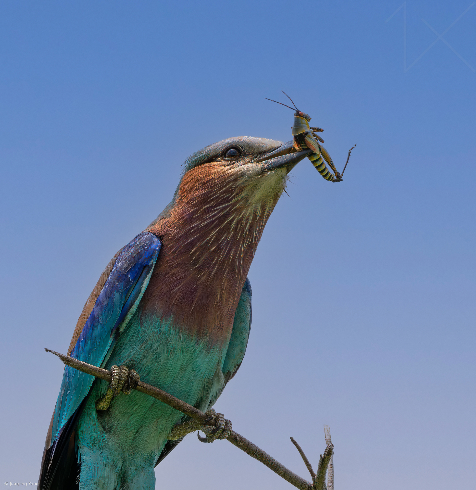 The Proud Catch by Jianping Yang
