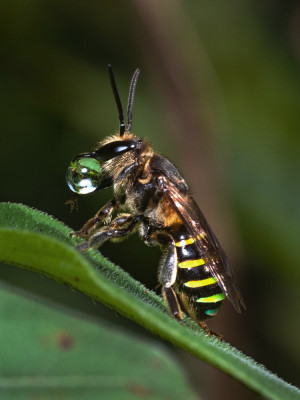 Morning Dew Bee by Bobby Tan HY