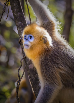 A Cute Little Golden Monkey by Raymond Ren Rong Liu