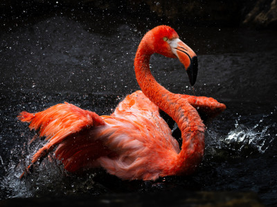 Raging Flamingo by KOHAGI
