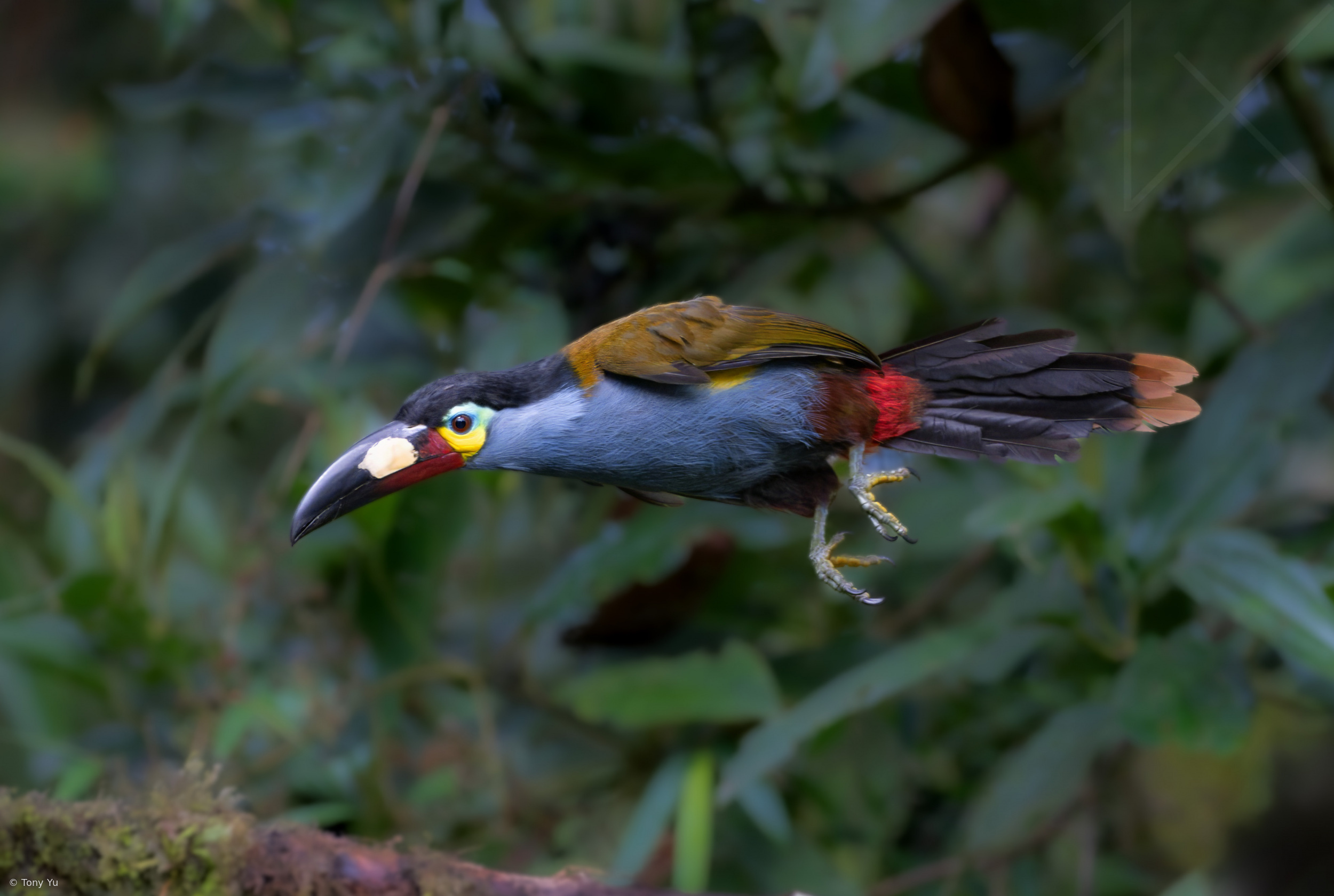 Hopping up and down by Tony Yu