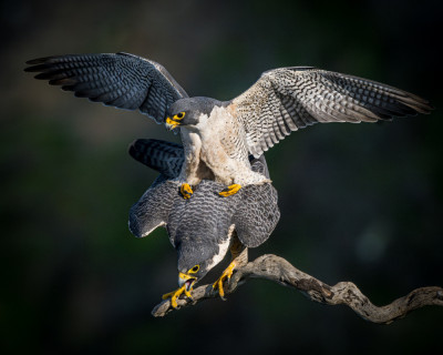 Happy Moment - Peregrine Falcons by Wanghan Li