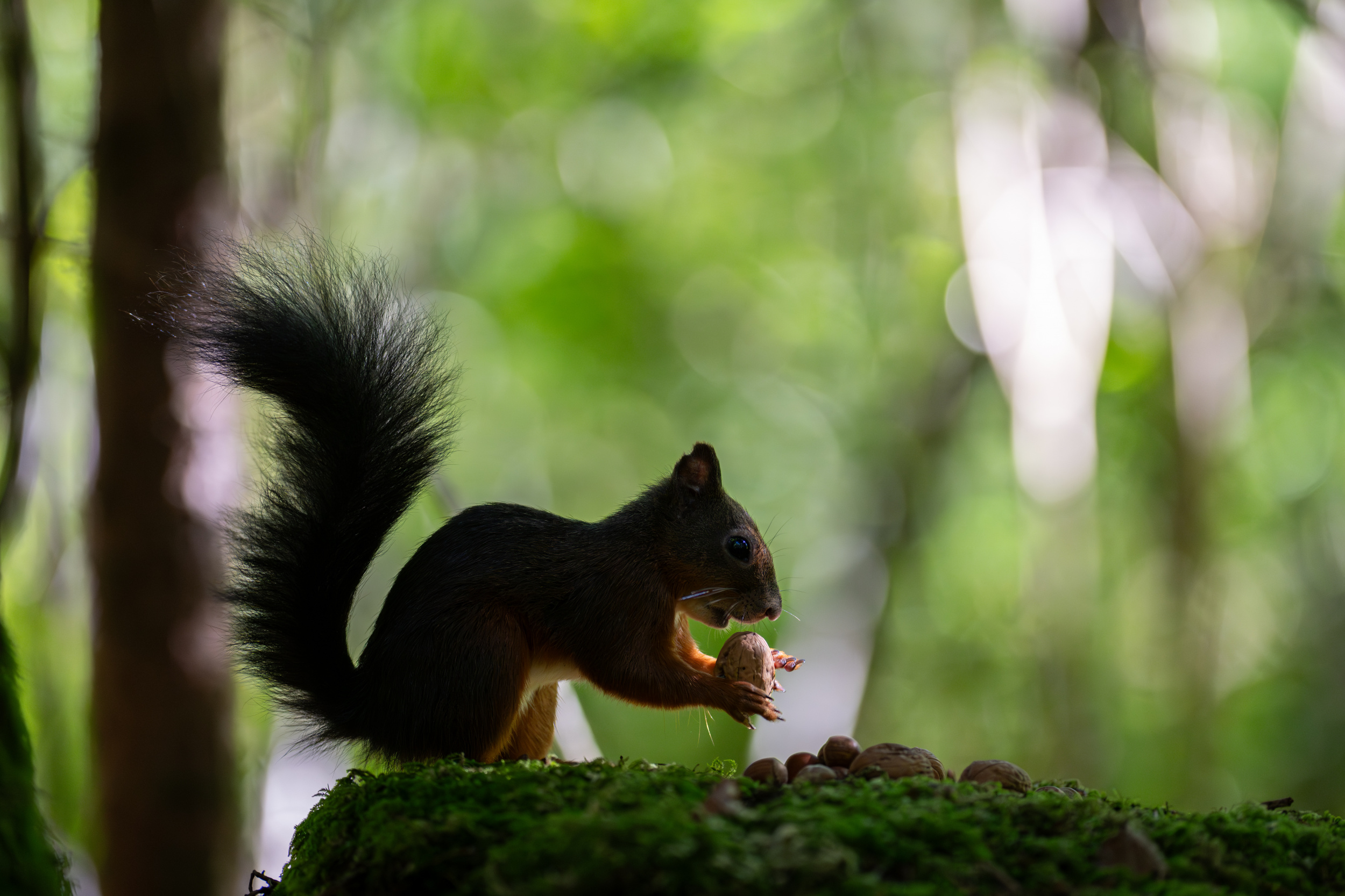 posing squirrel by Bjoern Alicke