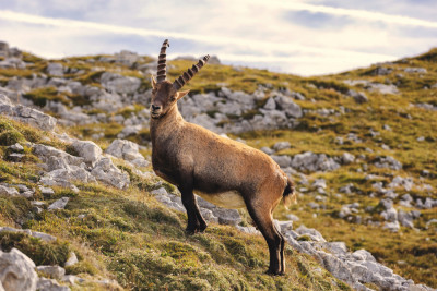 Alpine Ibex by Davorin Baloh