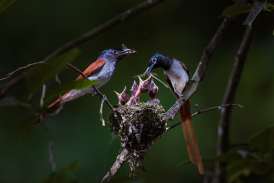 Feeding by Fengying Long