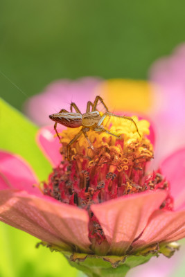 spider on flower by Ryuta Suzuki