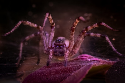 pink spider by Ryuta Suzuki