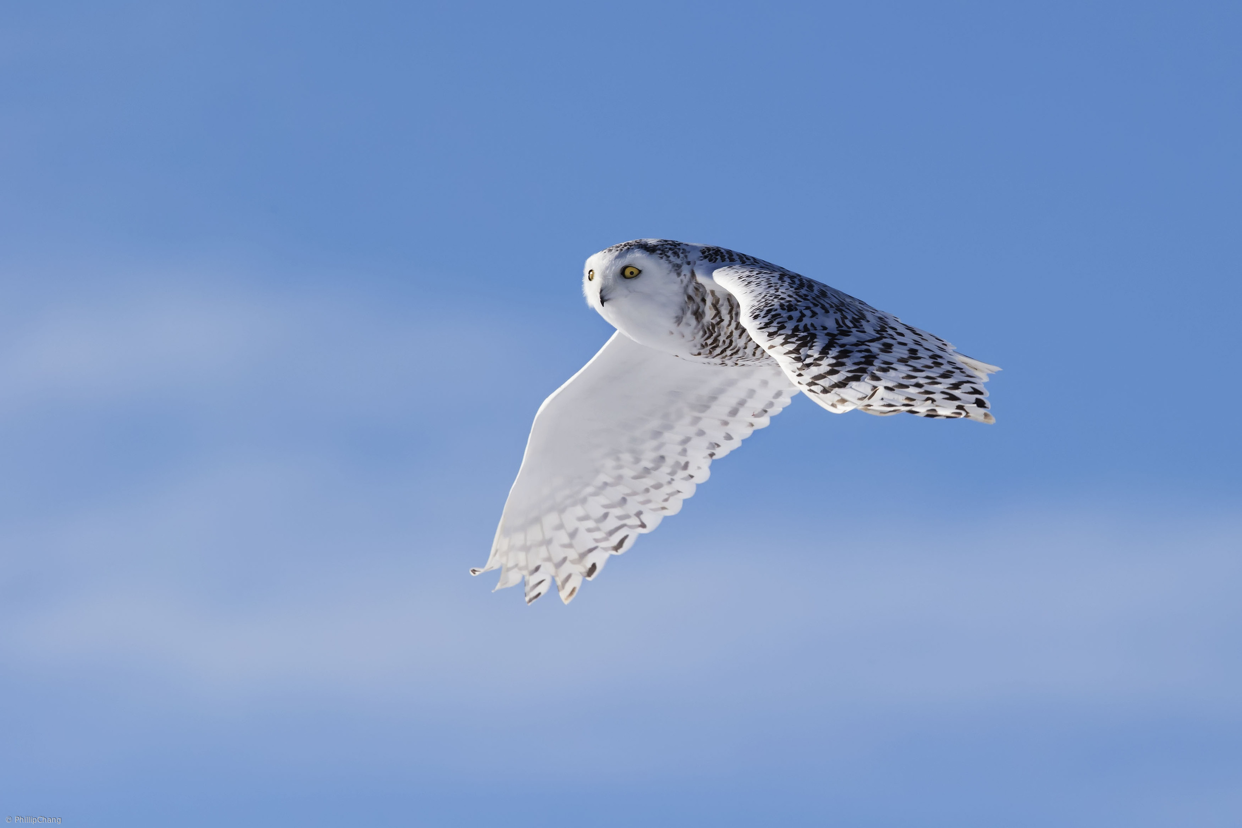 Snowy Owl by Phillip Chang