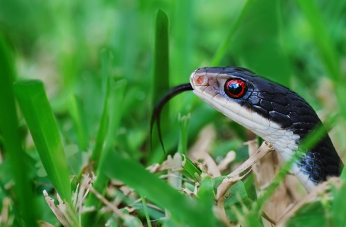 Black Racer by Bill Mangold