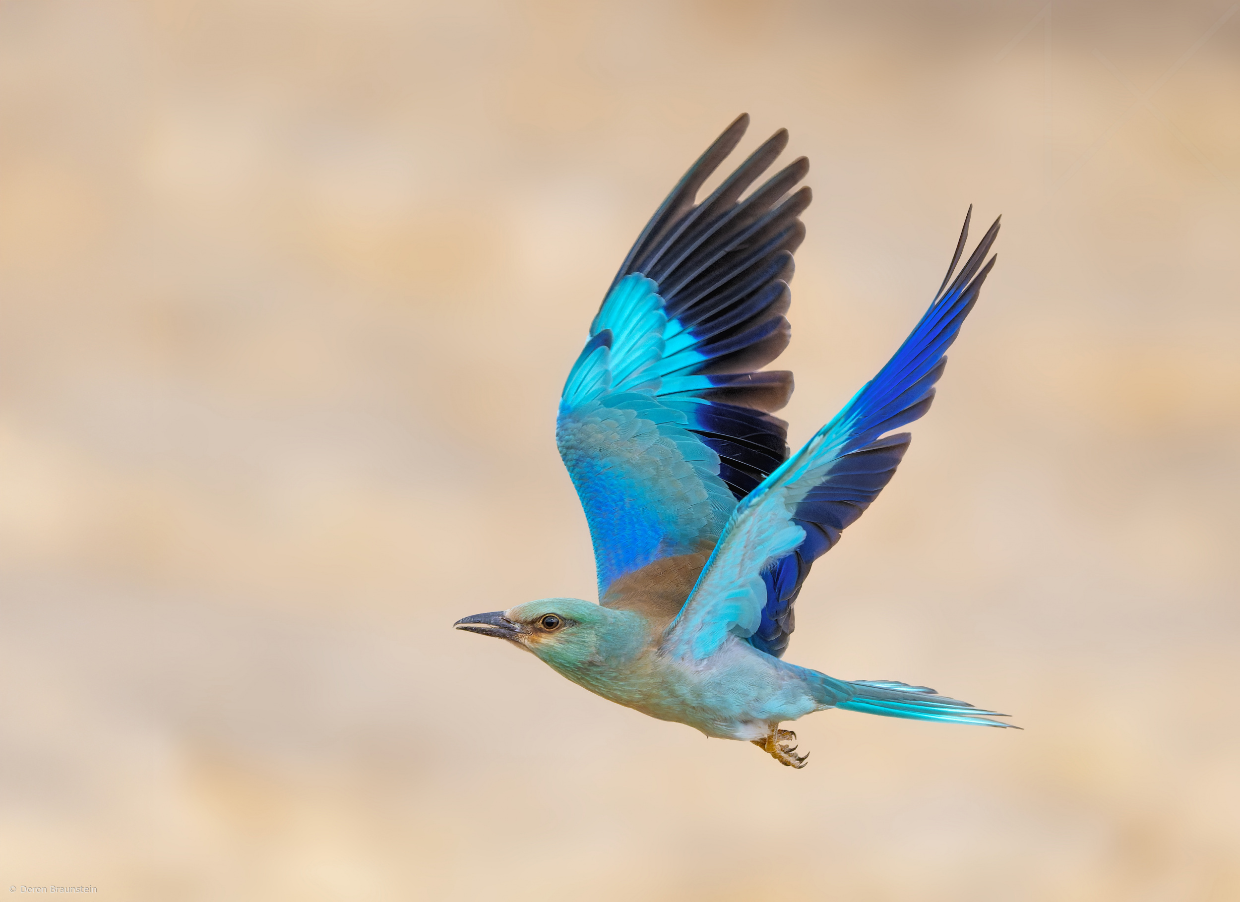 European Roller in flight by Doron Braunstein