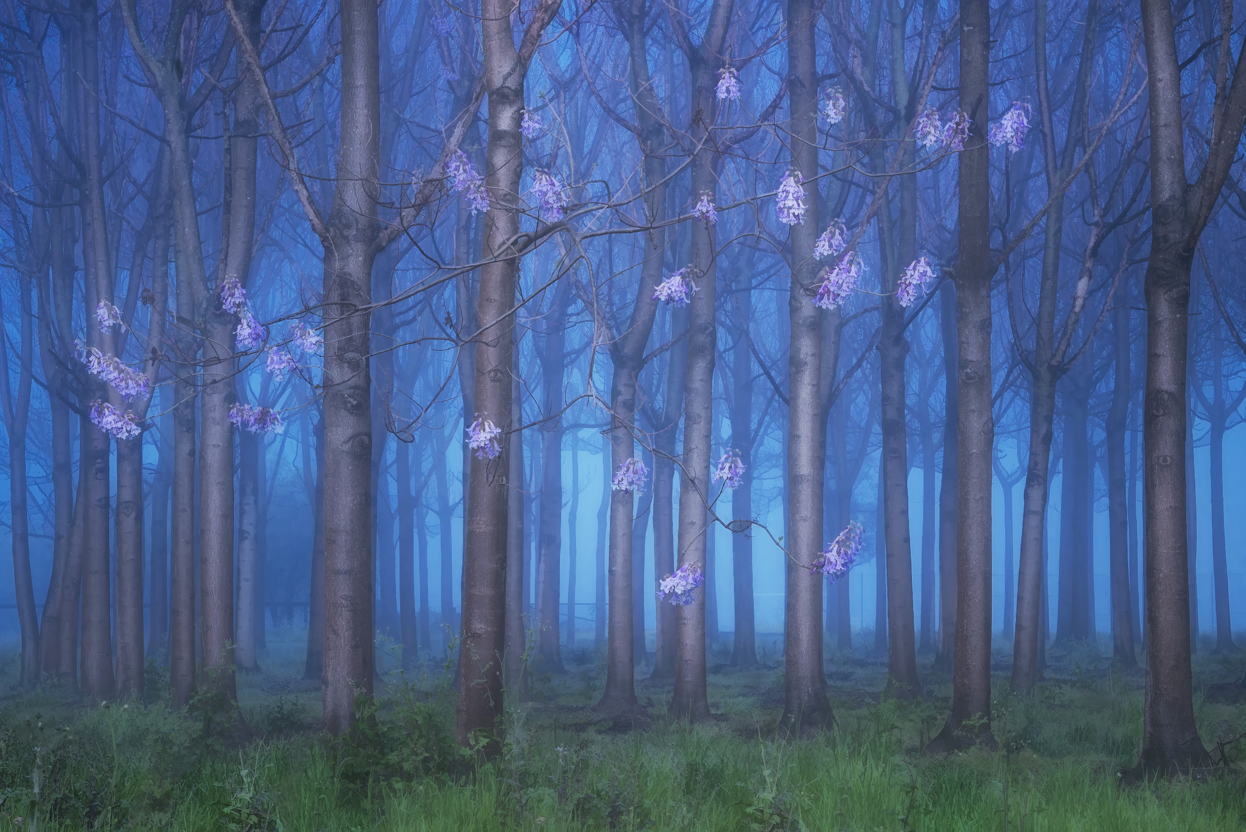 Fairyland by Jingshu Zhu