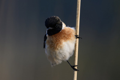 European Stonechat by SAMIR KUMAR SAMANTA
