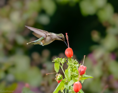 Backyard Ruby Throat by Leeli Higgins