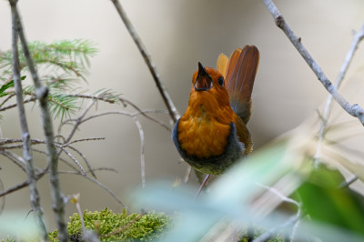 Three Songbirds of Japan by Fusho（楓翔）