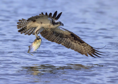 Osprey in action by Zeren Gu