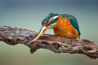 Smack my fish up 3 by Petar Sabol