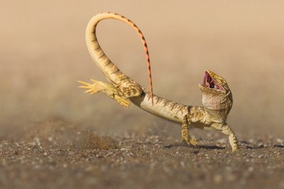 The Desert Monitor by Ahmed Sobhi