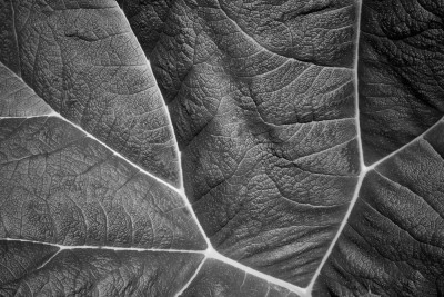 Leafscape by Martin Steck
