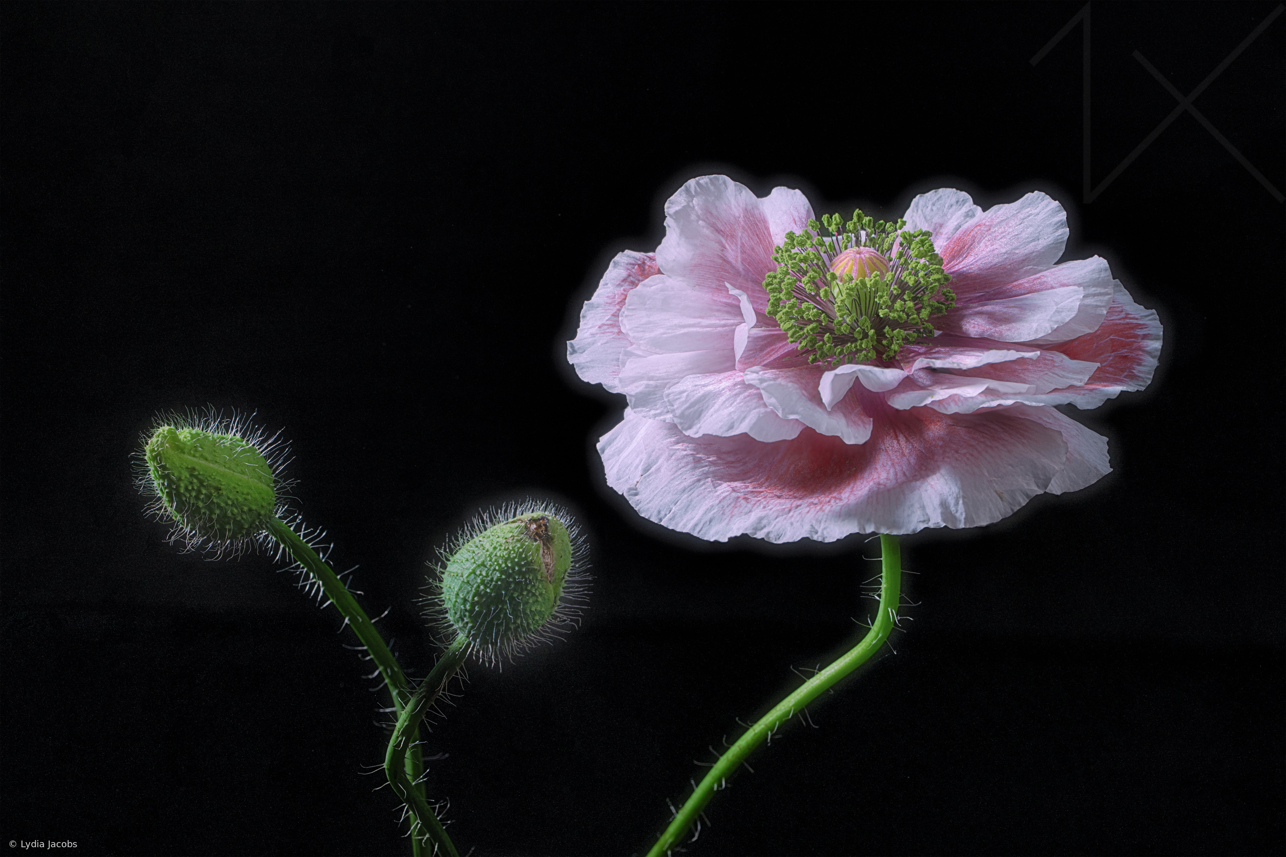 Blooming Poppy by Lydia Jacobs