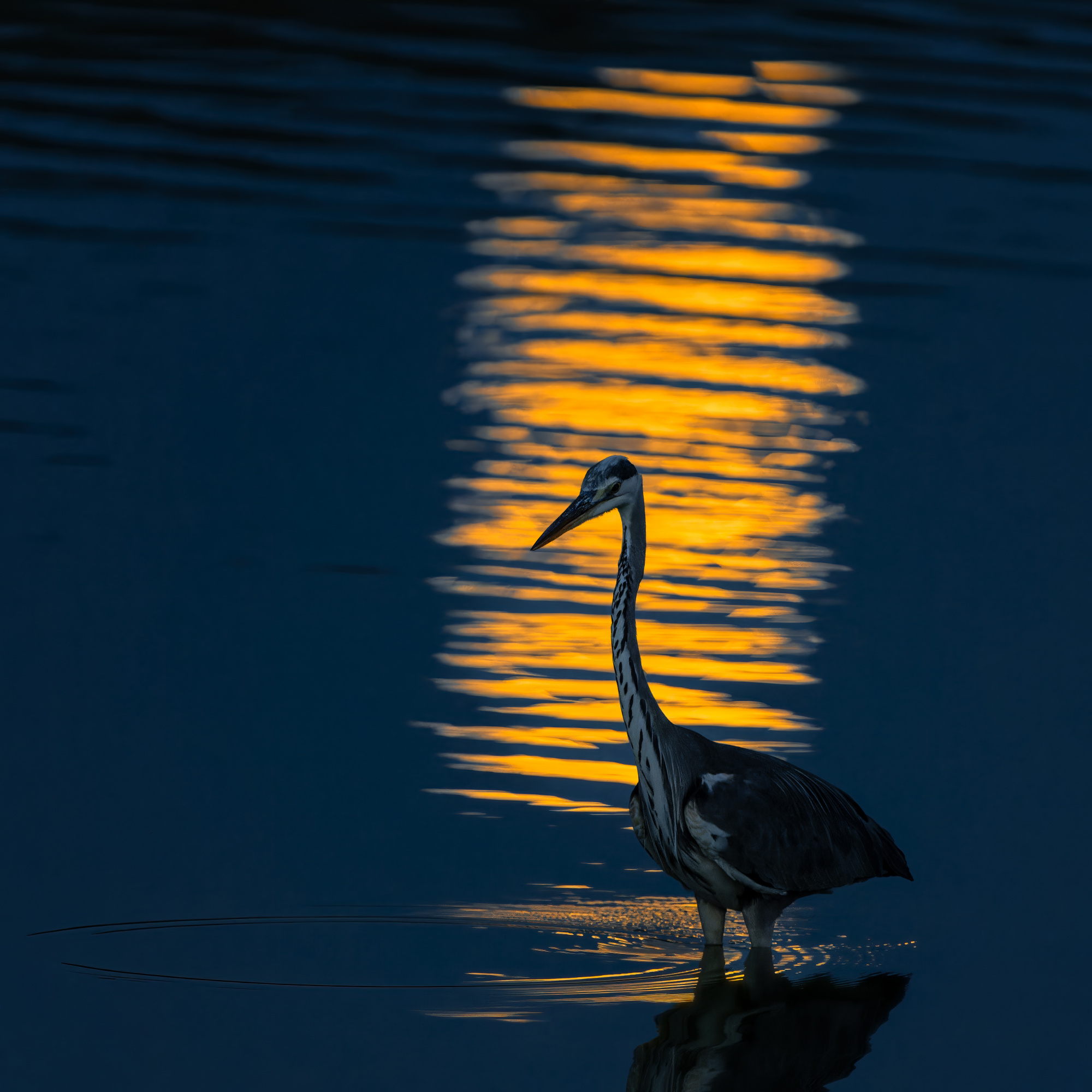 The heron and the moon by José Ignacio Gil Blanco