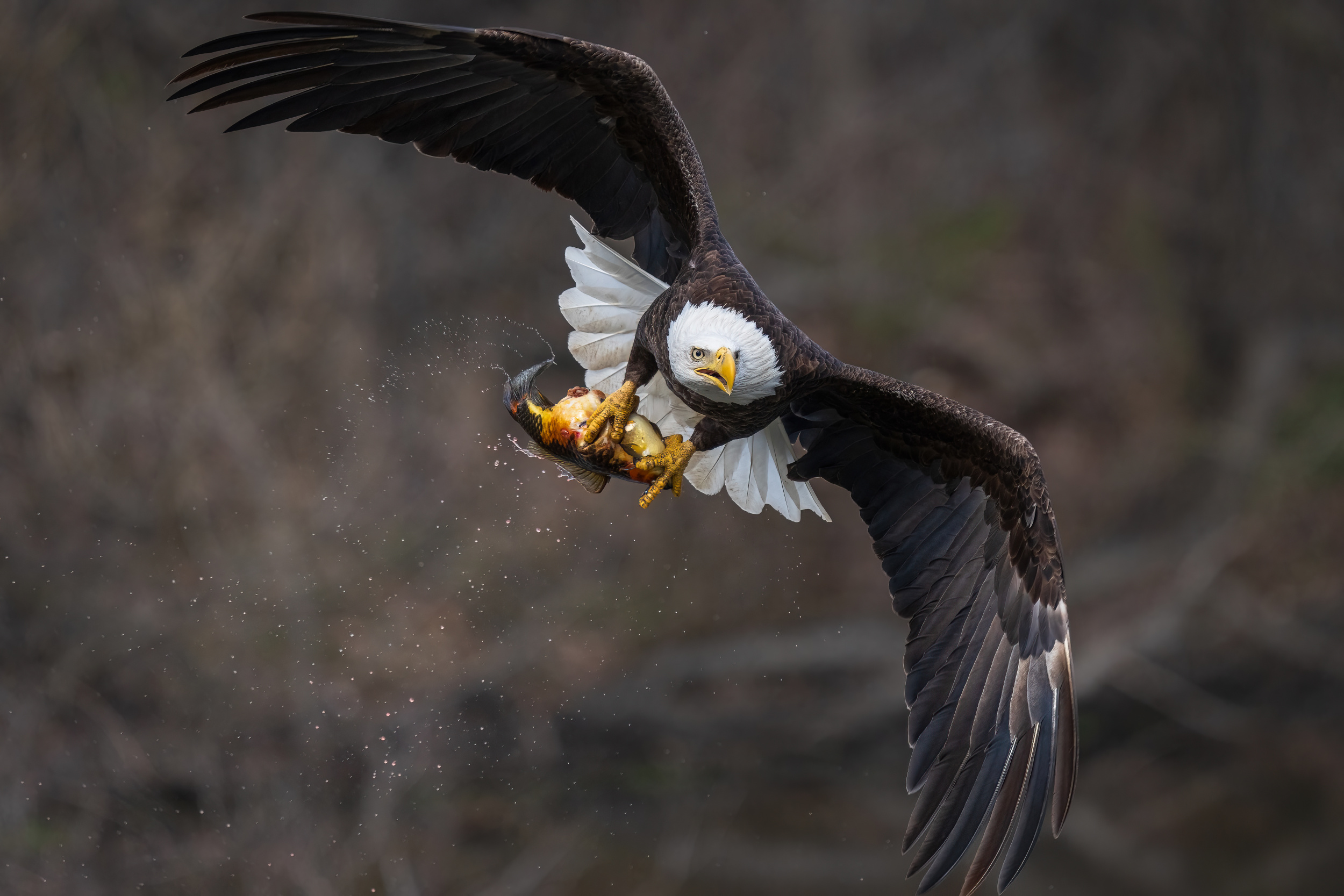 Koi Fish Hunter by Sam Tan