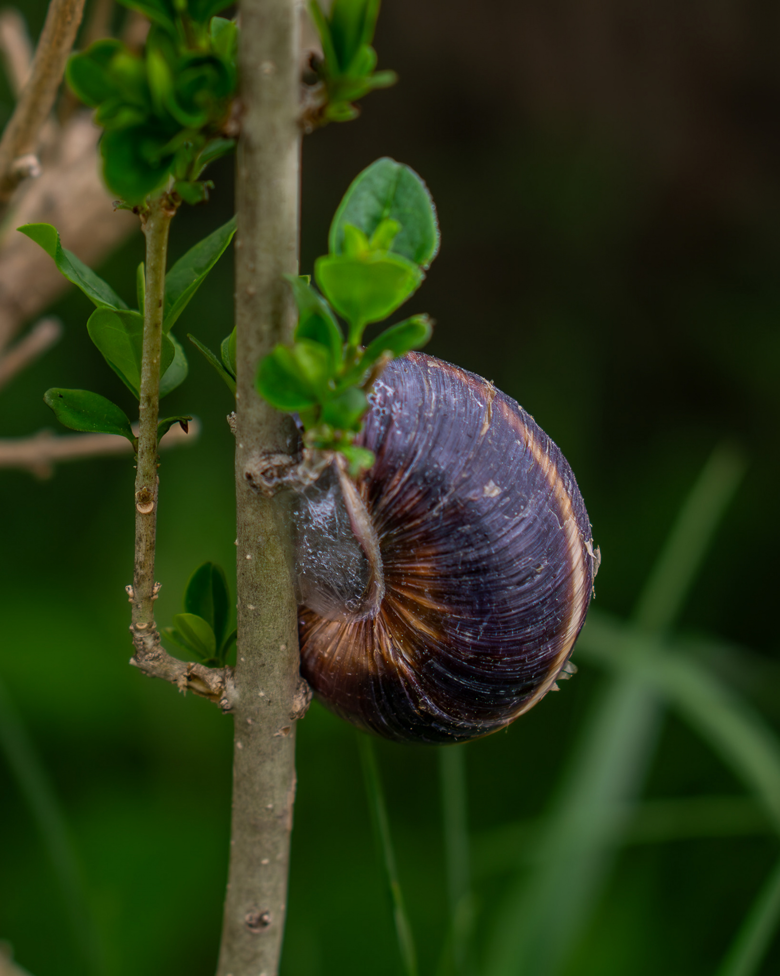 Nature's Hidden Spiral by Ghada Qahhah