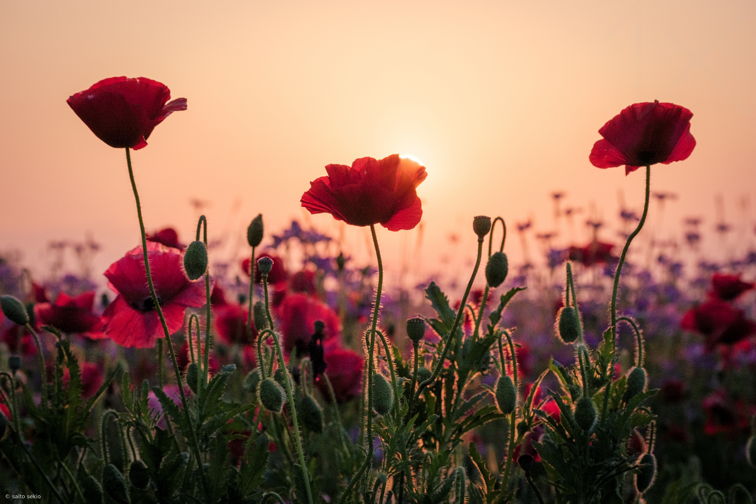 Unfading Light by saito sekio