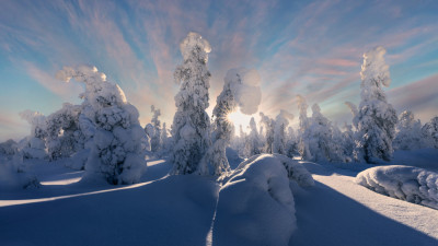 Magic snowy trees by Leah Xu