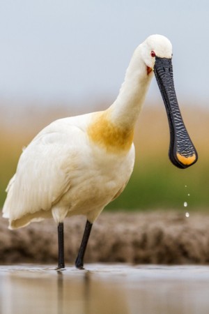 Does my beak look big in this? by John Gooday Photography