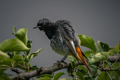 Amber Tail, Silent Sky by Gregor Kobilica