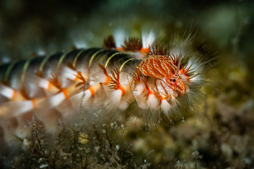 the glorious fireworm by Murad Halim