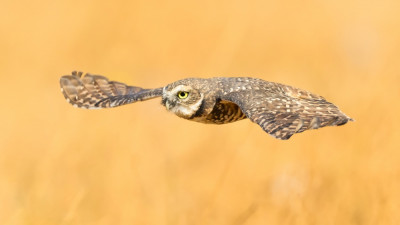 Burrowing owl by Moses Wang
