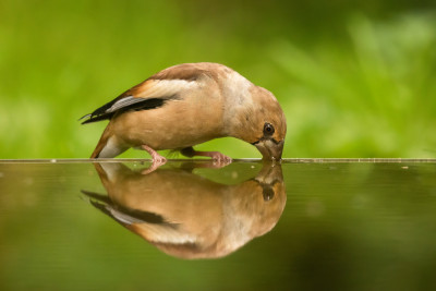 In the mirror. by Annie Keizer